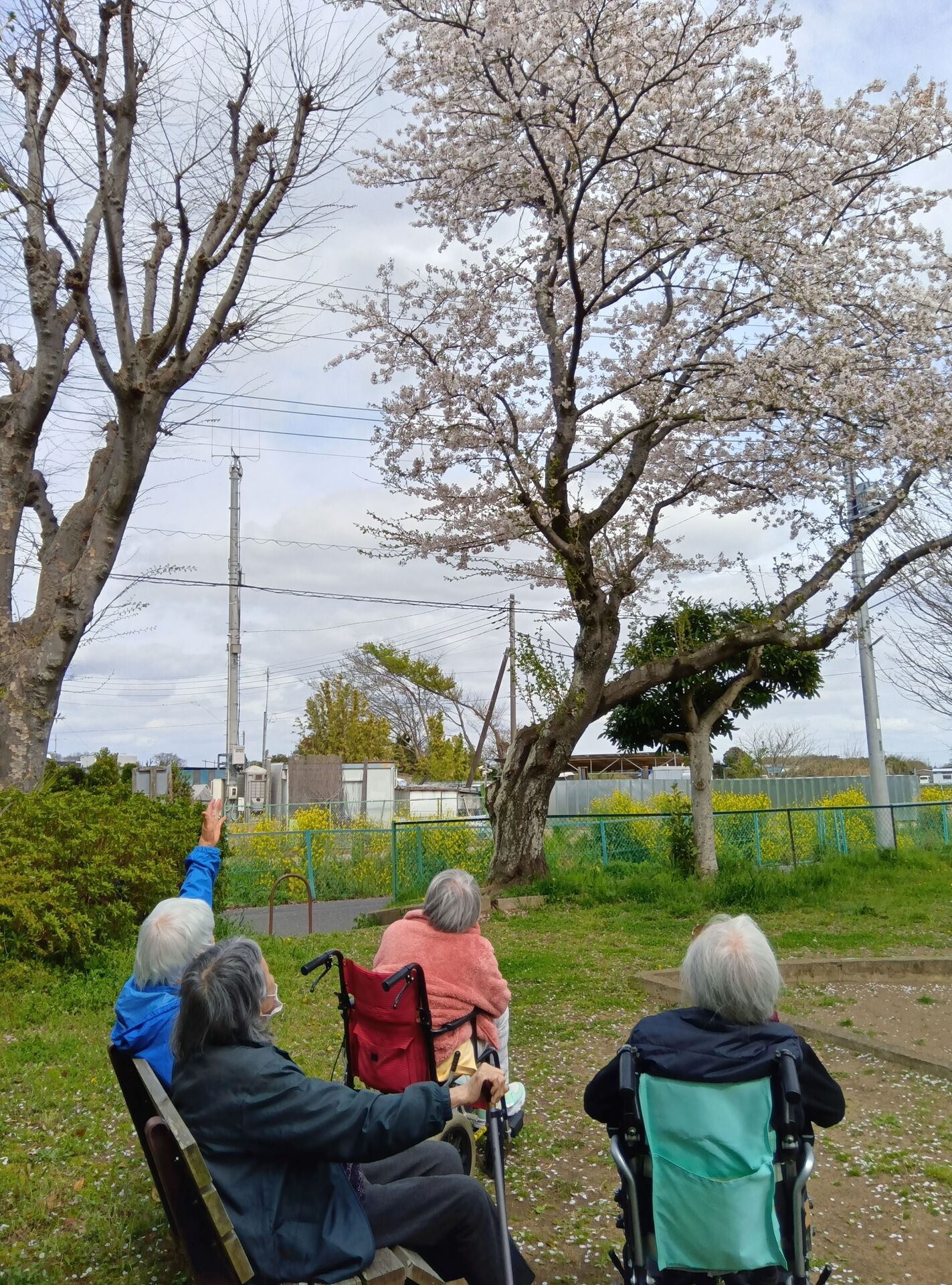 道崎公園でお花見: 宅老所 虹の家