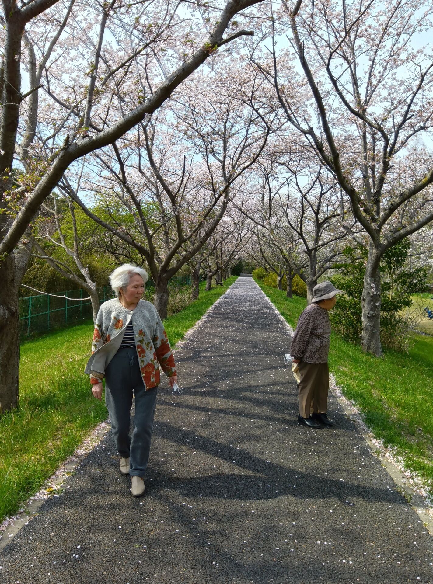 宮の森公園の桜: 宅老所 虹の家 @我孫子市